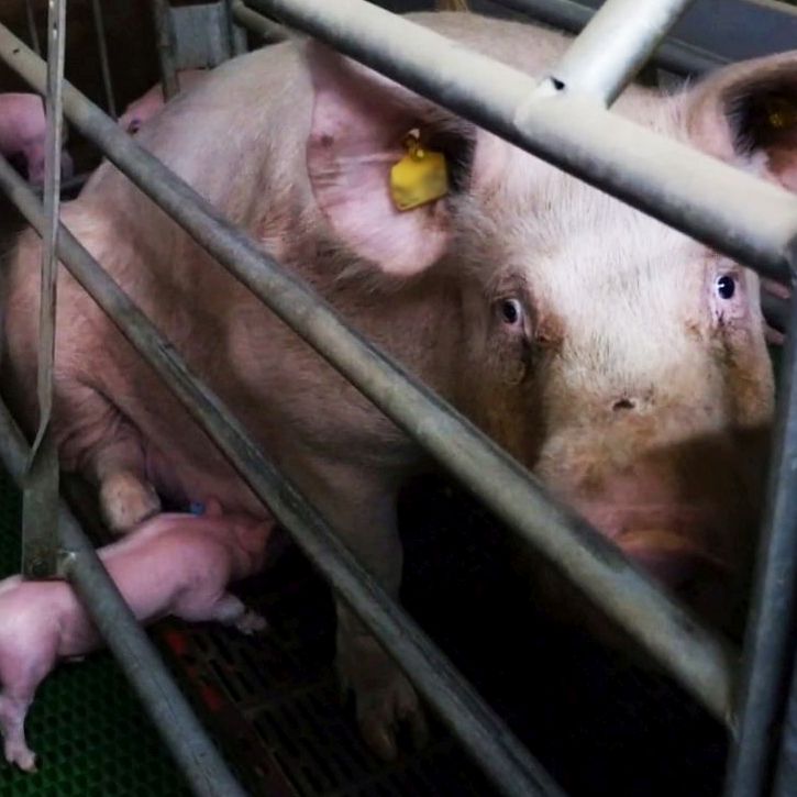 De vee-industrie: alles wat je moet weten | CIWF Nederland