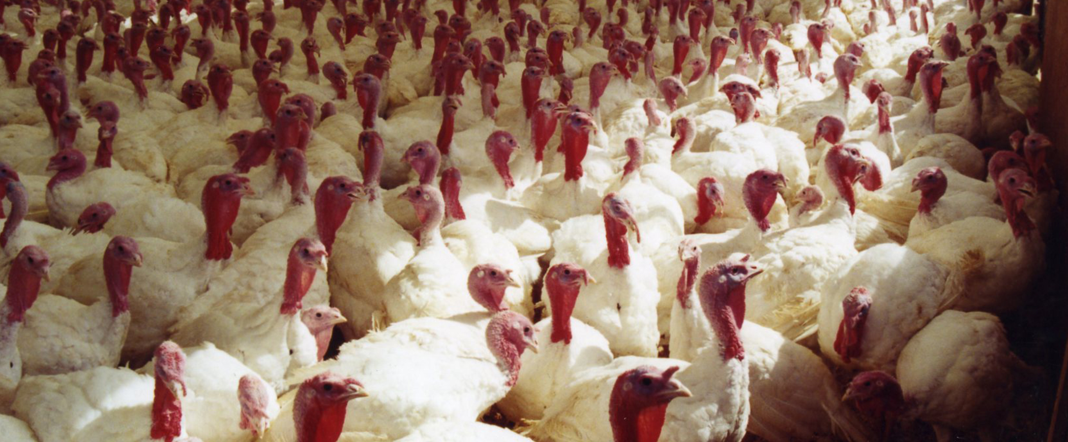 Kalkoenen | Compassion in World Farming Nederland