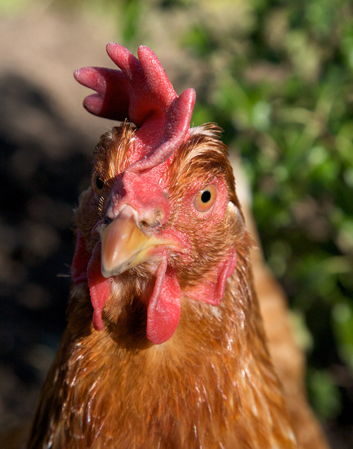 10 fascinerende feiten over de kip | Compassion in World Farming Nederland