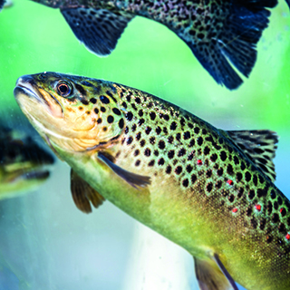 Ontdek alles over de forel | CIWF Nederland