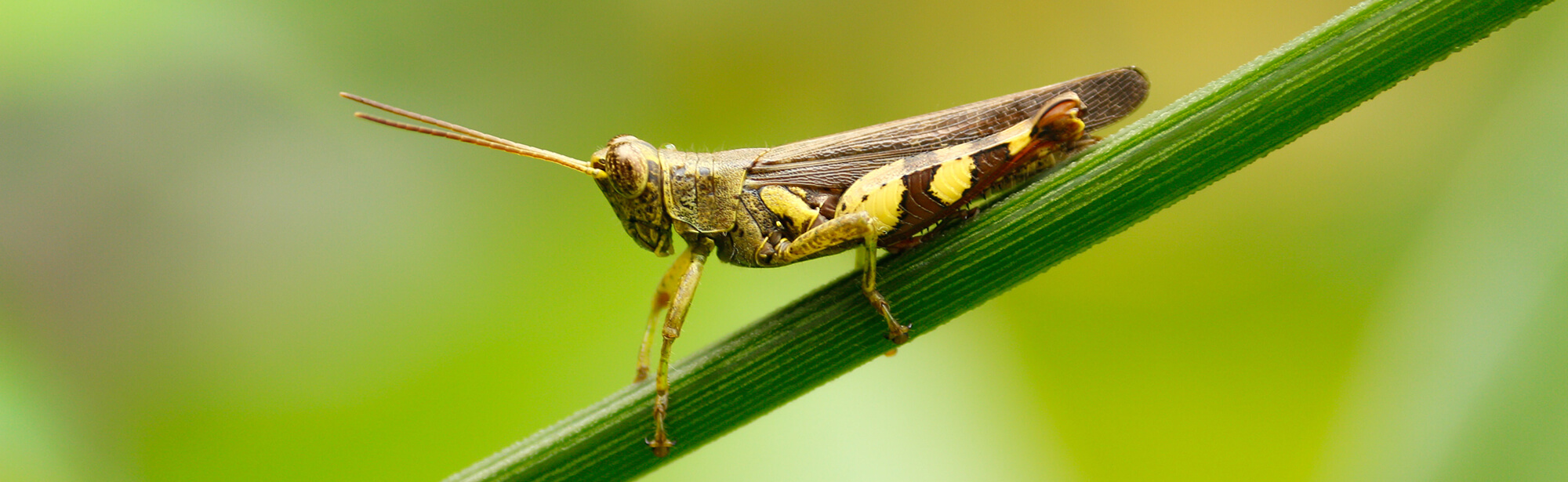 Insectenkweek: lapmiddel voor falend voedselsysteem | CIWF Nederland