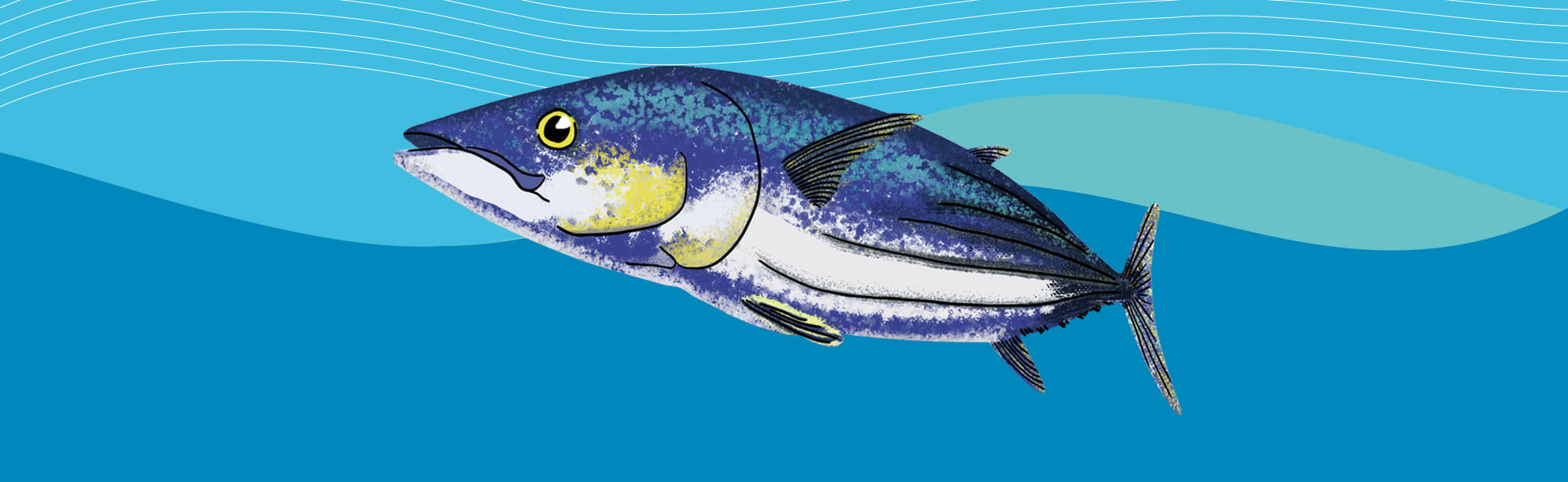 Wie is de tonijn: Feiten, visserijproblemen en wat jij kunt doen ...