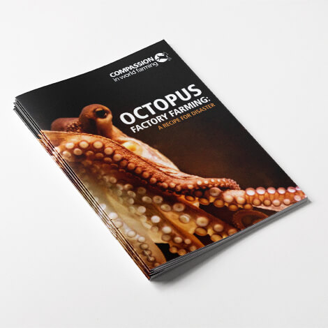 Octopus factory farming: A recipe for disaster | CIWF Nederland